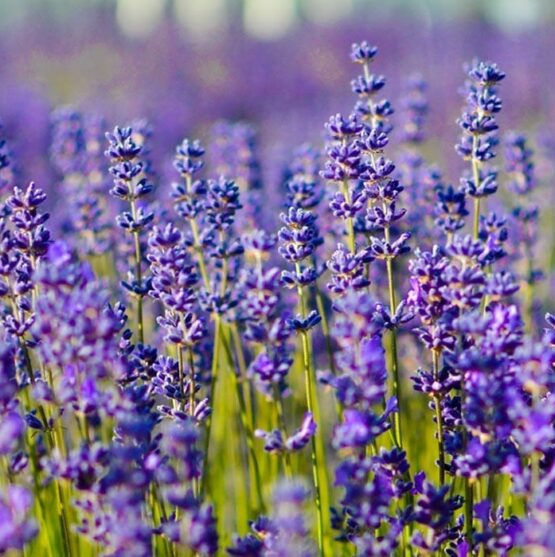 George Washington Inn | Luxury Port Angeles Bed & Breakfast