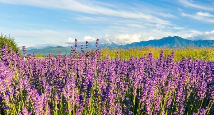 George Washington Inn | Luxury Port Angeles Bed & Breakfast