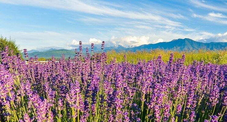 George Washington Inn | Luxury Port Angeles Bed & Breakfast