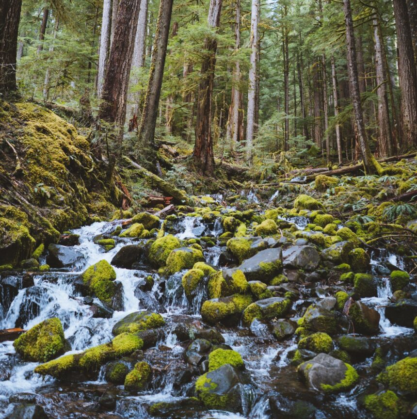 George Washington Inn | Luxury Port Angeles Bed & Breakfast